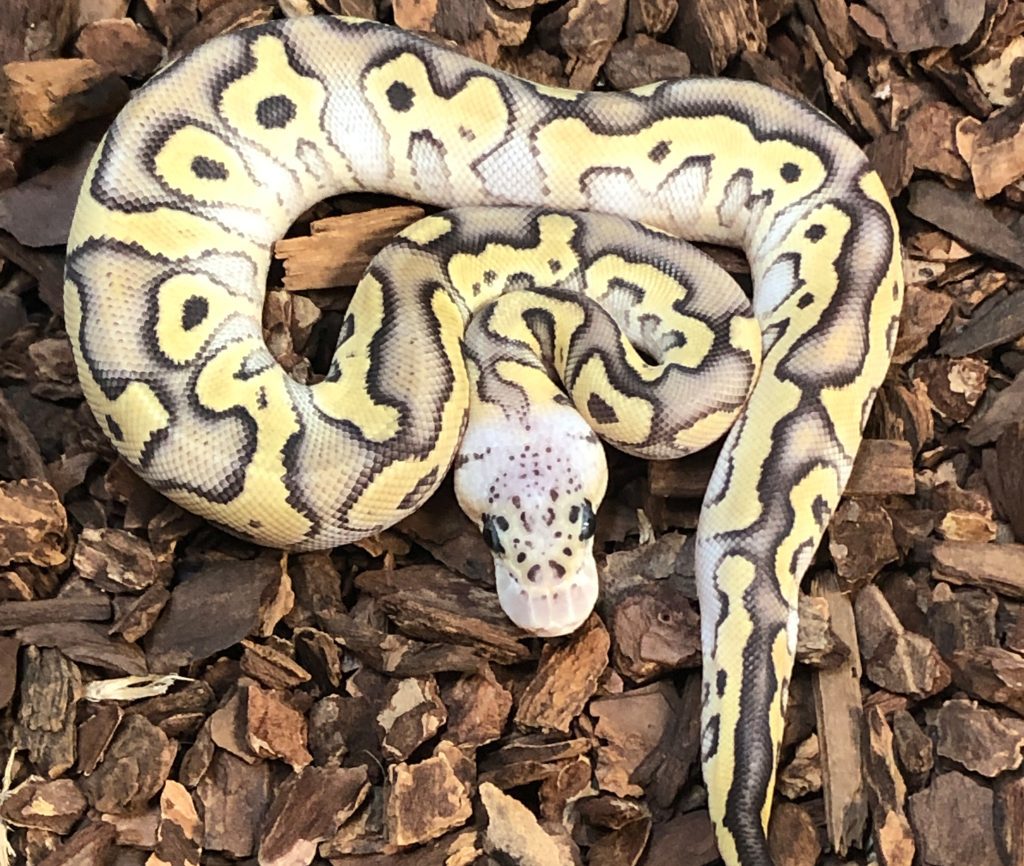 Home - Rustys-Balls.com