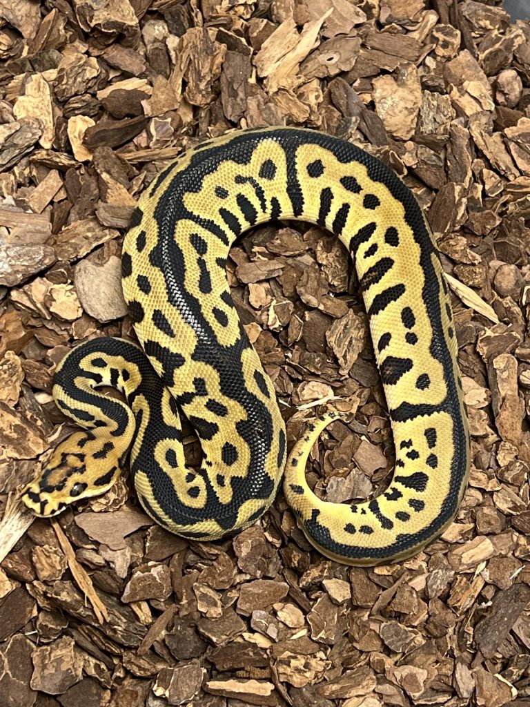 Batman (Spotnose Leopard Clown) Male - Rustys-Balls.com