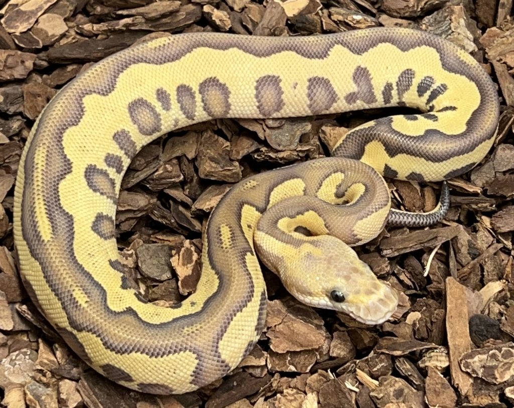 Fire Leopard Mojave Clown - Rustys-Balls.com