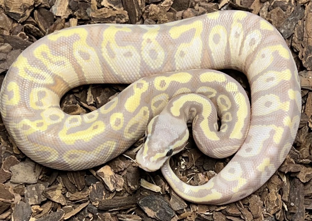 Pastel Banana Het Clown/Het Sunset - Rustys-Balls.com