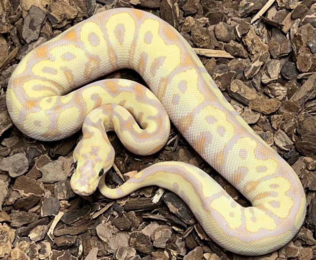 Banana Fire Spotnose (Female Maker) - Rustys-Balls.com