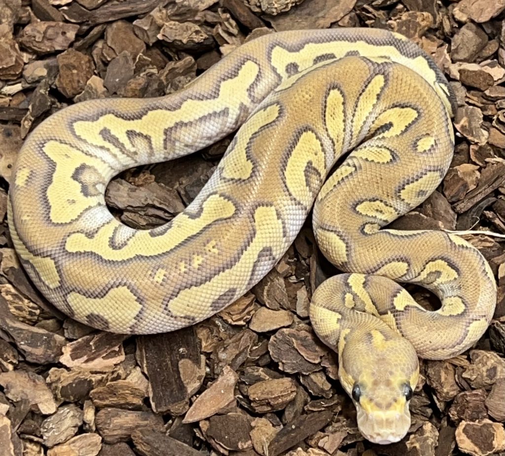 Fire Mojave Clown Female - Rustys-Balls.com